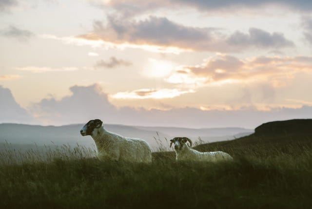 The Dangerous Futility Of Sheep Chasing