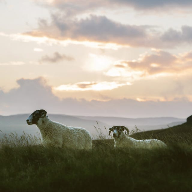 The Dangerous Futility Of Sheep Chasing