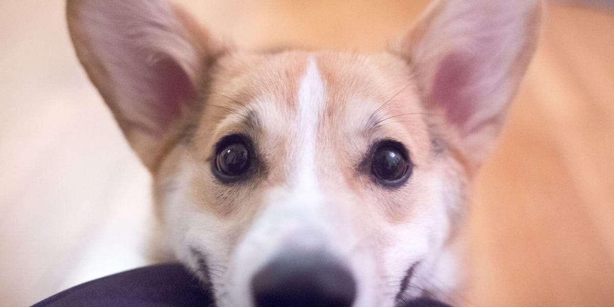 Nieuw onderzoek wijst uit: honden kunnen écht onze emoties herkennen Nieuw onderzoek wijst uit: honden kunnen écht onze emoties herkennen