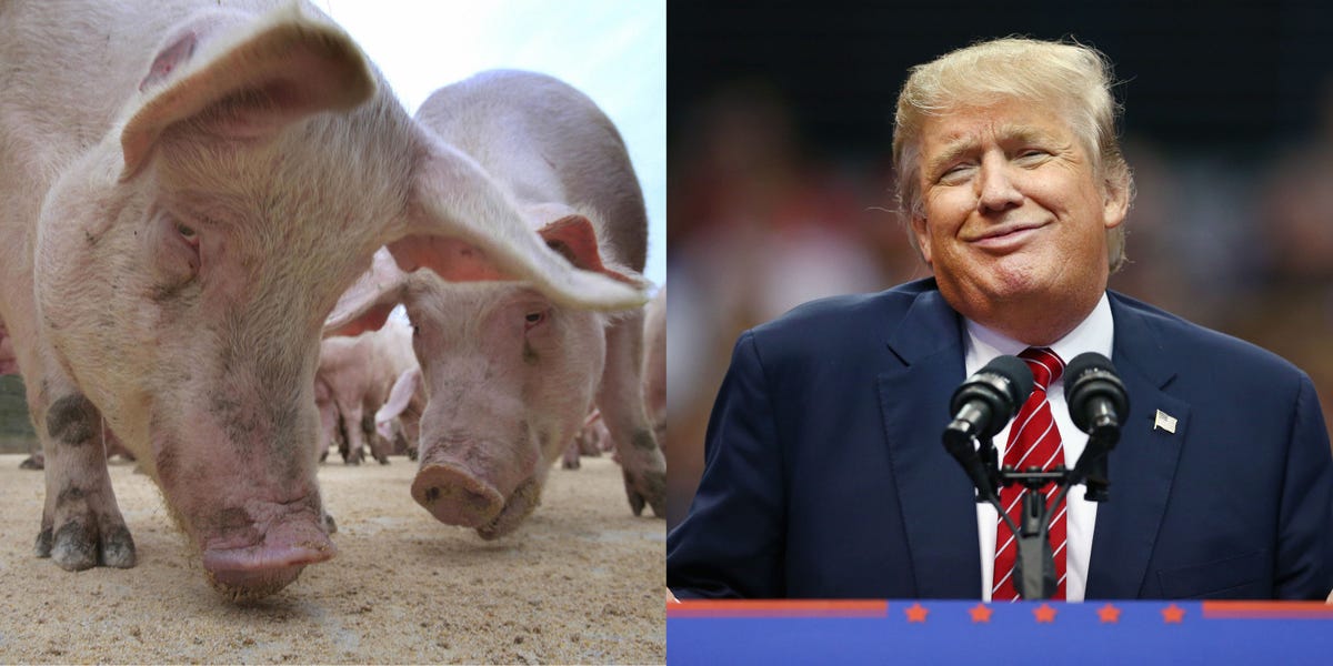 Watch Donald Trump's Piggish Remarks - Video Shows Compares Trump to a Pig Watch Donald Trump's Piggish Remarks - Video Shows Compares Trump to a Pig
