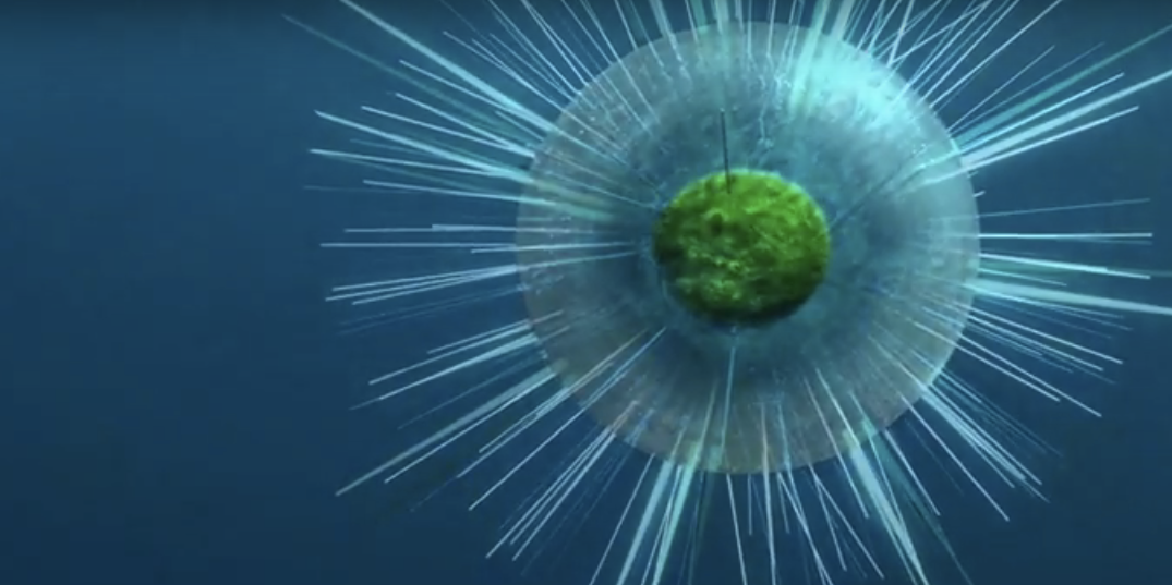 El estudio que revela cómo aparecieron los primeros animales en el planeta El estudio que revela cómo aparecieron los primeros animales en el planeta