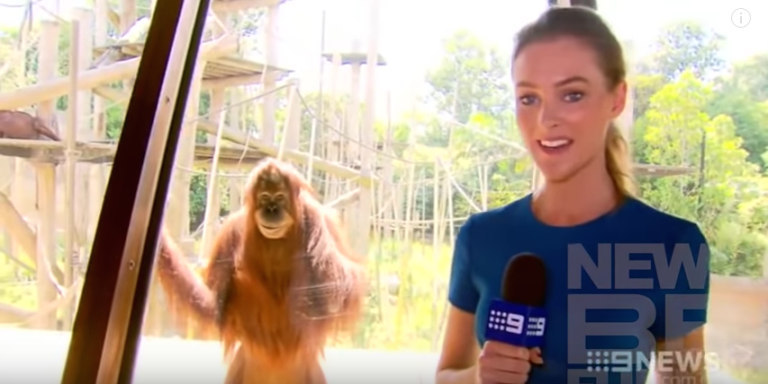 News Bloopers 2016 Best Fails Mistakes In Tv News