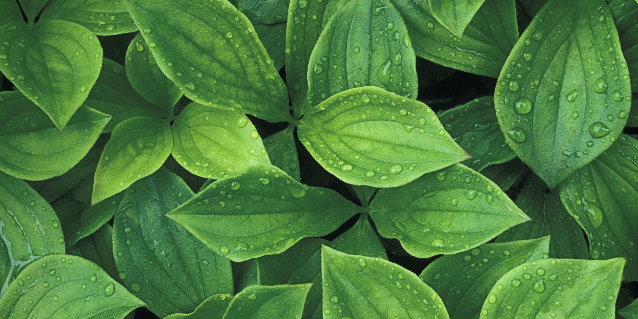 Leaf Definition And Meaning With Pictures Picture Dictionary Books