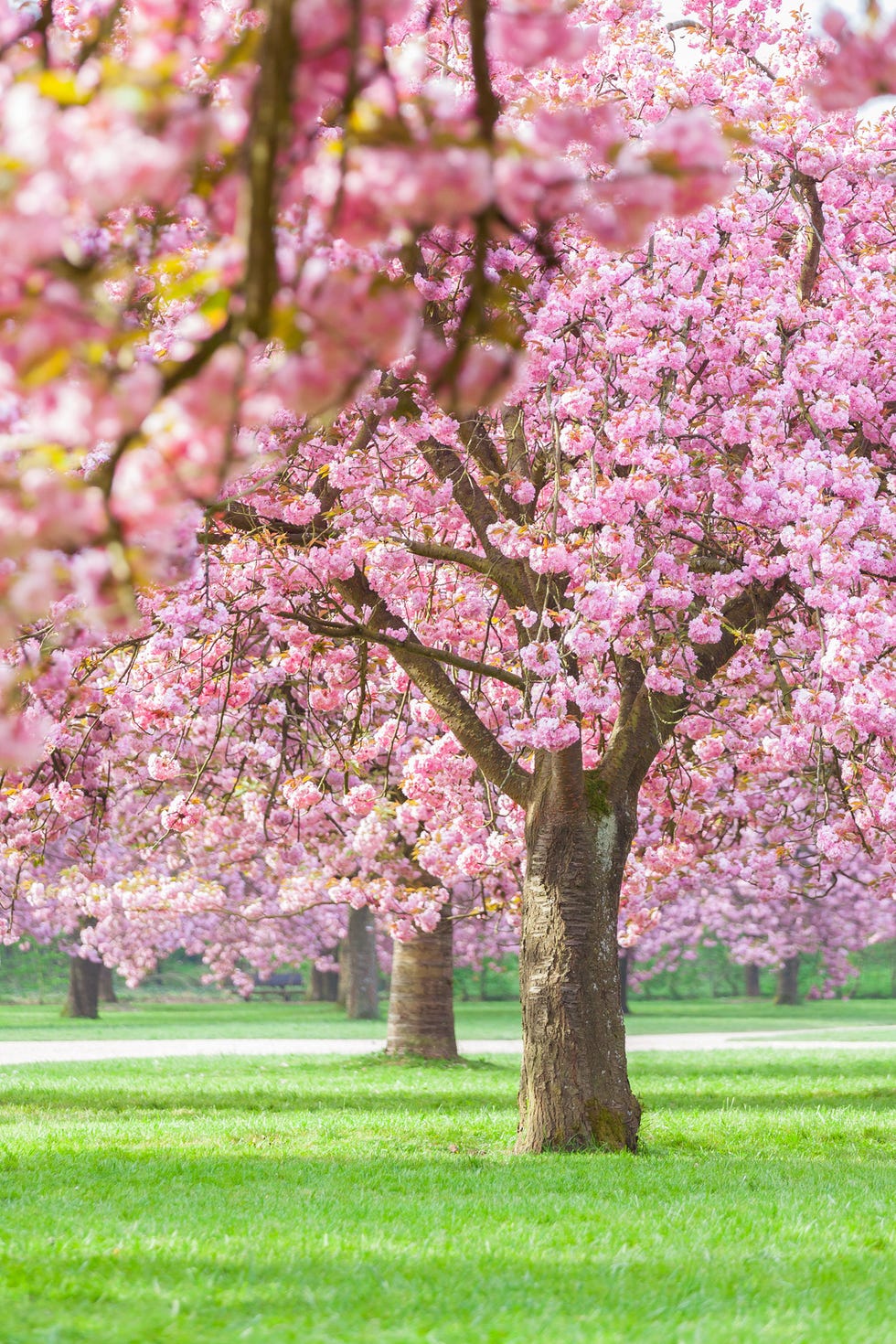 20 Reasons Why Spring Is The Best Season Of The Year