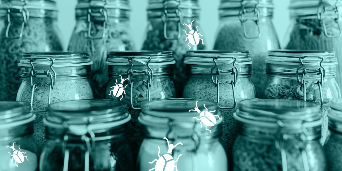 How To Get Rid Of Weevils In Your Home Pantry And Cupboards