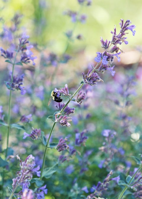 15 Best Plants That Attract Pollinators Best Flowers For Pollinators