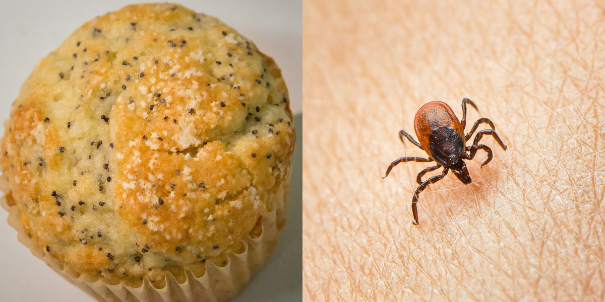 Cdc Shares Eye Opening Photo Of Ticks Hidden On Poppy Seed Muffin