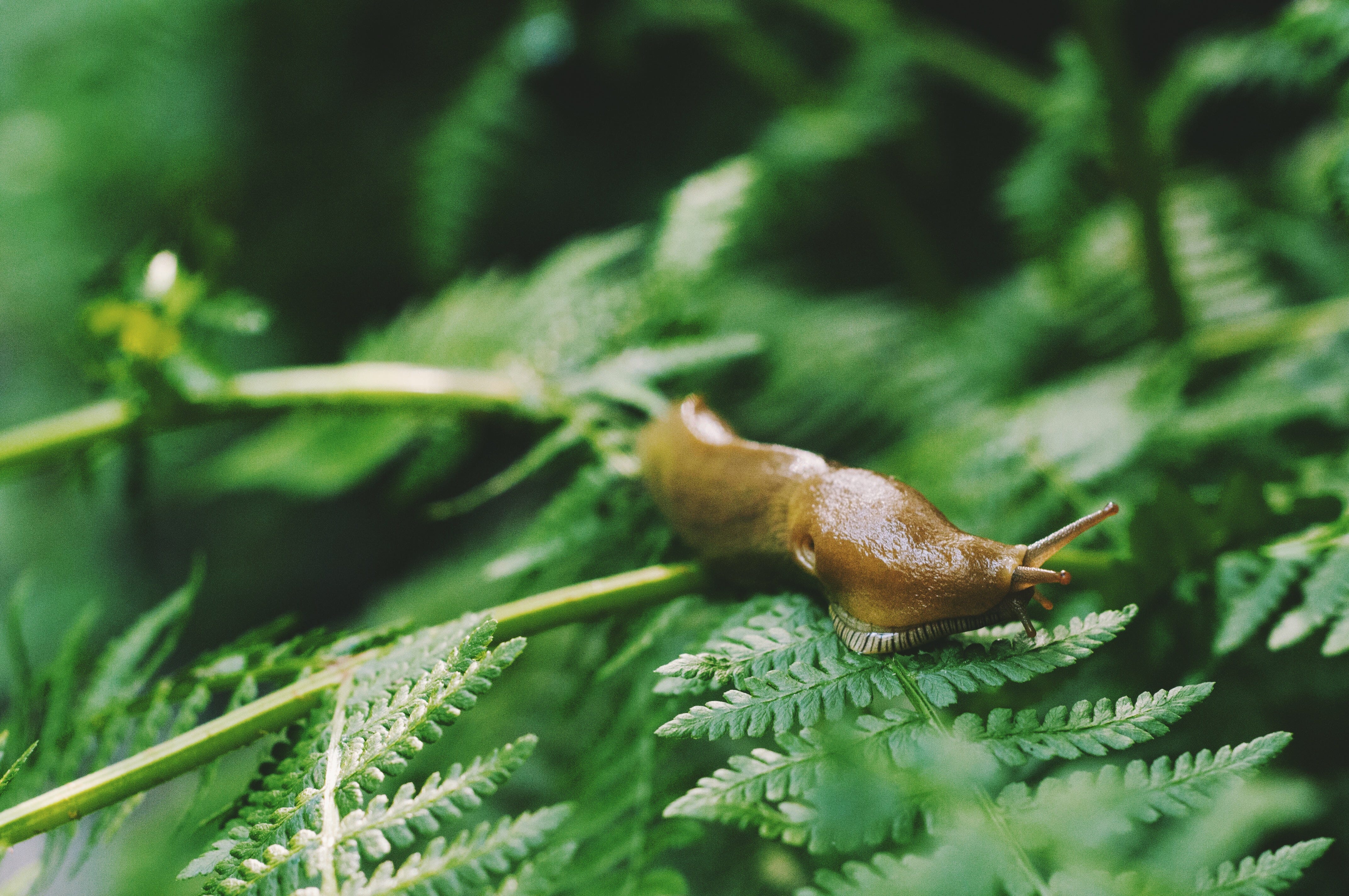 RHS Is Recruiting Slug Spotters To Monitor Garden Snail & Slugs RHS Is Recruiting Slug Spotters To Monitor Garden Snail & Slugs