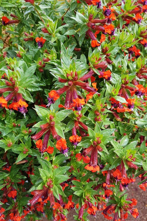 15 Best Plants That Attract Pollinators Best Flowers For Pollinators