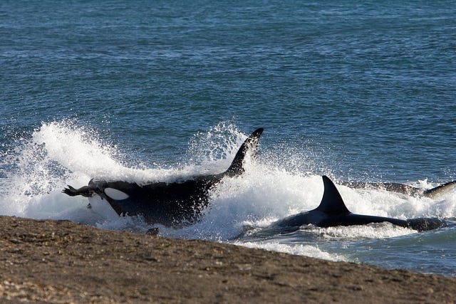 Il video terrificante di un'orca assassina che insegue un surfista Il video terrificante di un'orca assassina che insegue un surfista