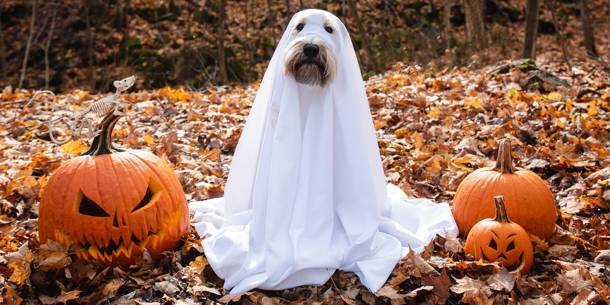 85 Funny Halloween Puns Clever Cute Puns For Halloween