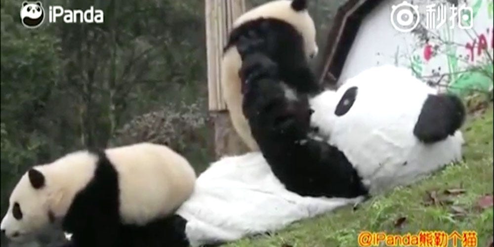 Here S How You Can Get Paid To Cuddle Pandas Gengda Wolong Panda Center