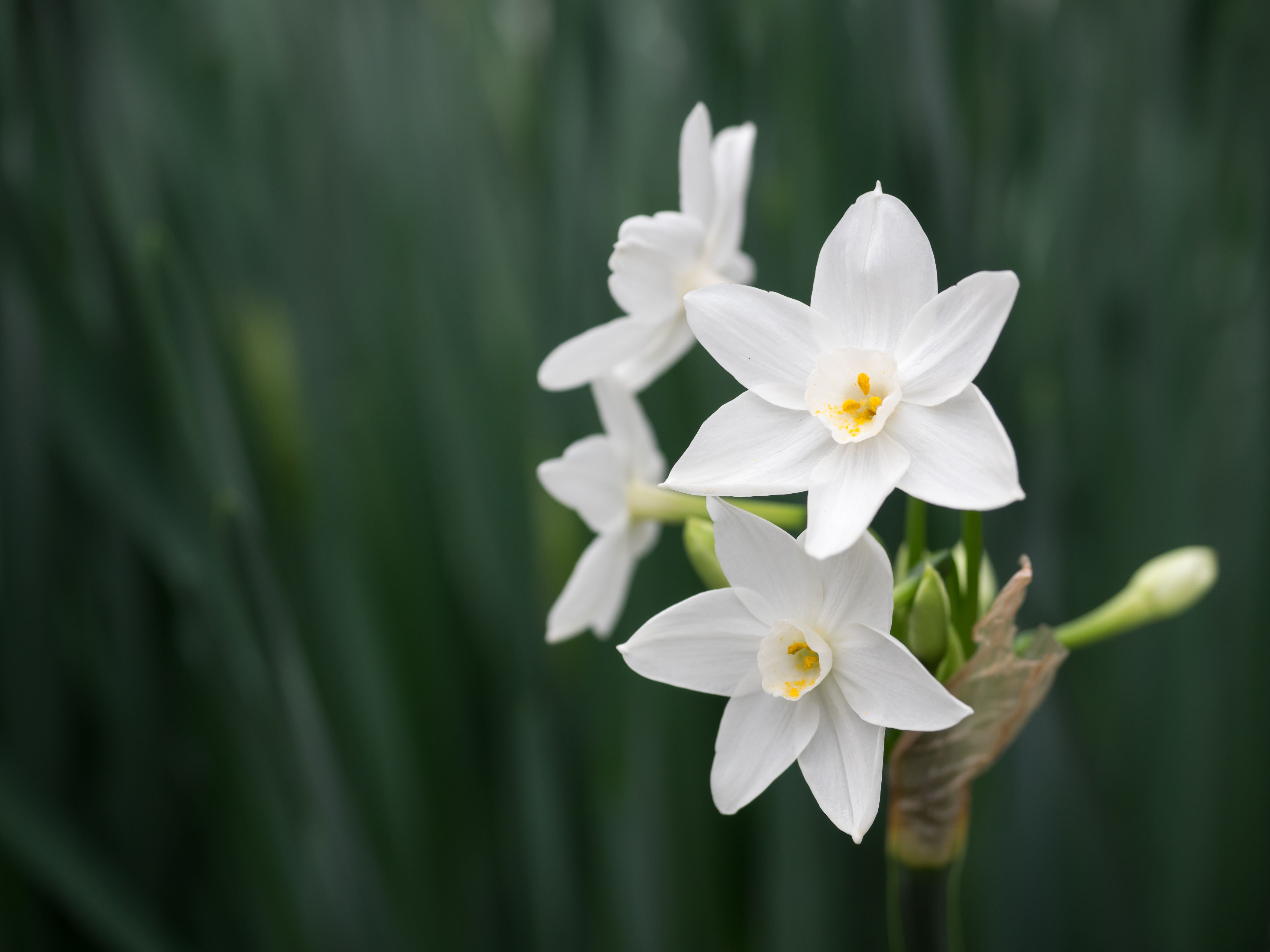 30 Stunning White Flowers to Plant in Your Garden