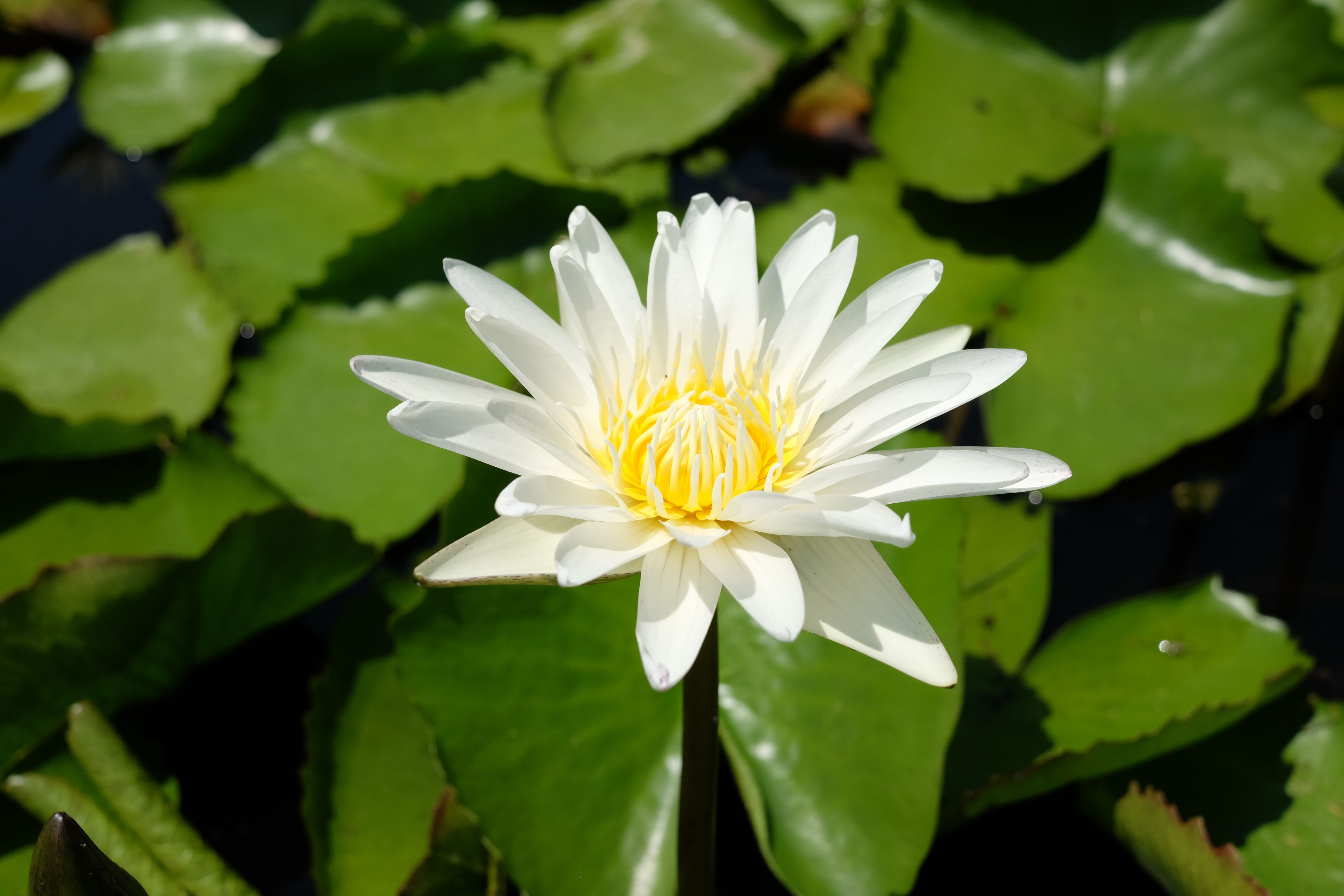 White lotus meaning store