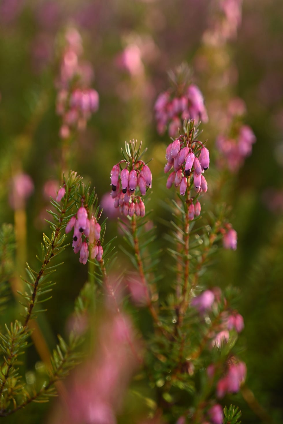 12 Popular Evergreen Shrubs 17 Flowering Evergreen Shrubs For