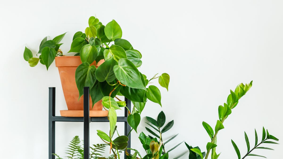 Names Of Indoor Plants Modern House Modern House Modern House Plants Names Of Indoor Plants Modern House Modern House Modern House Plants