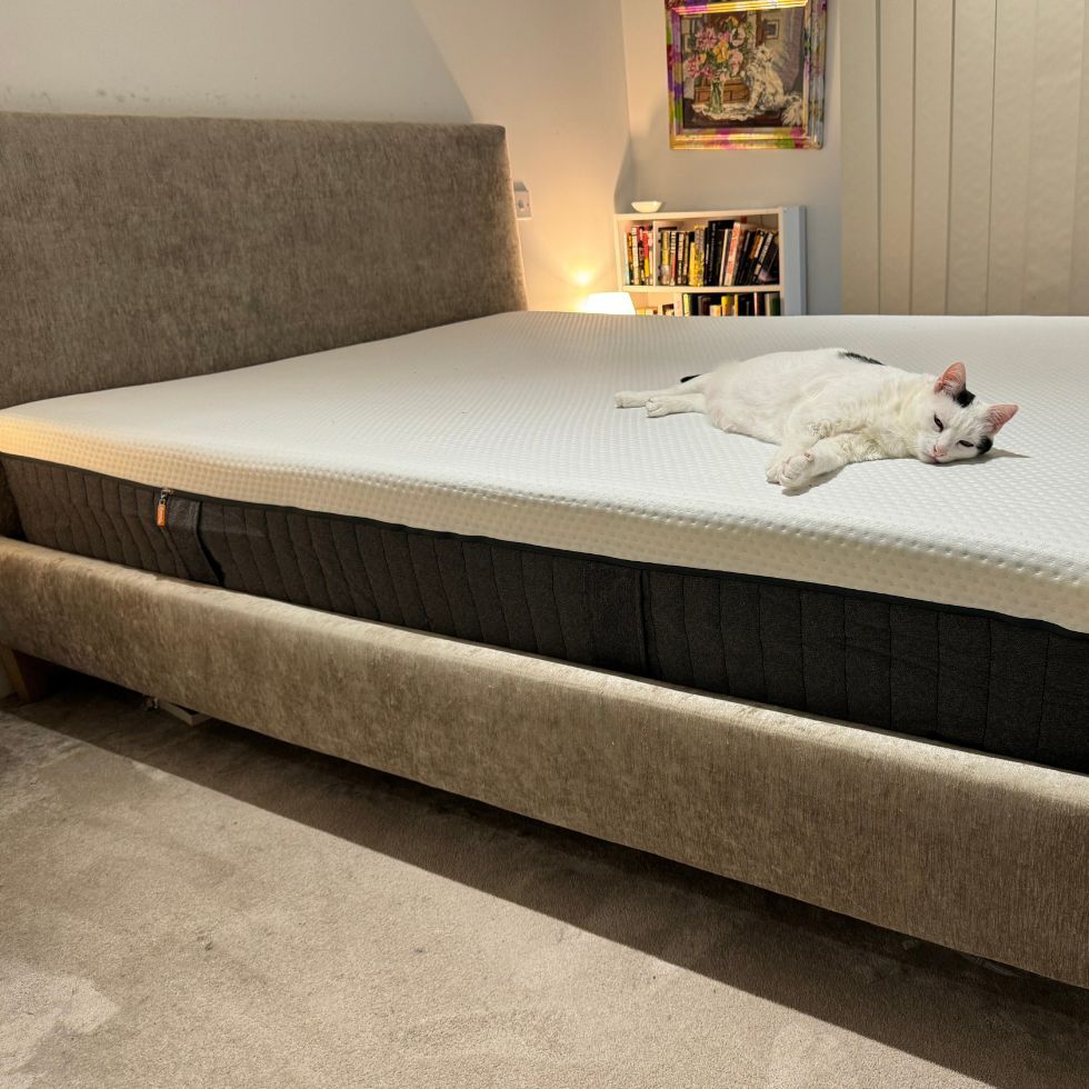 Best bed in a box for back pain store