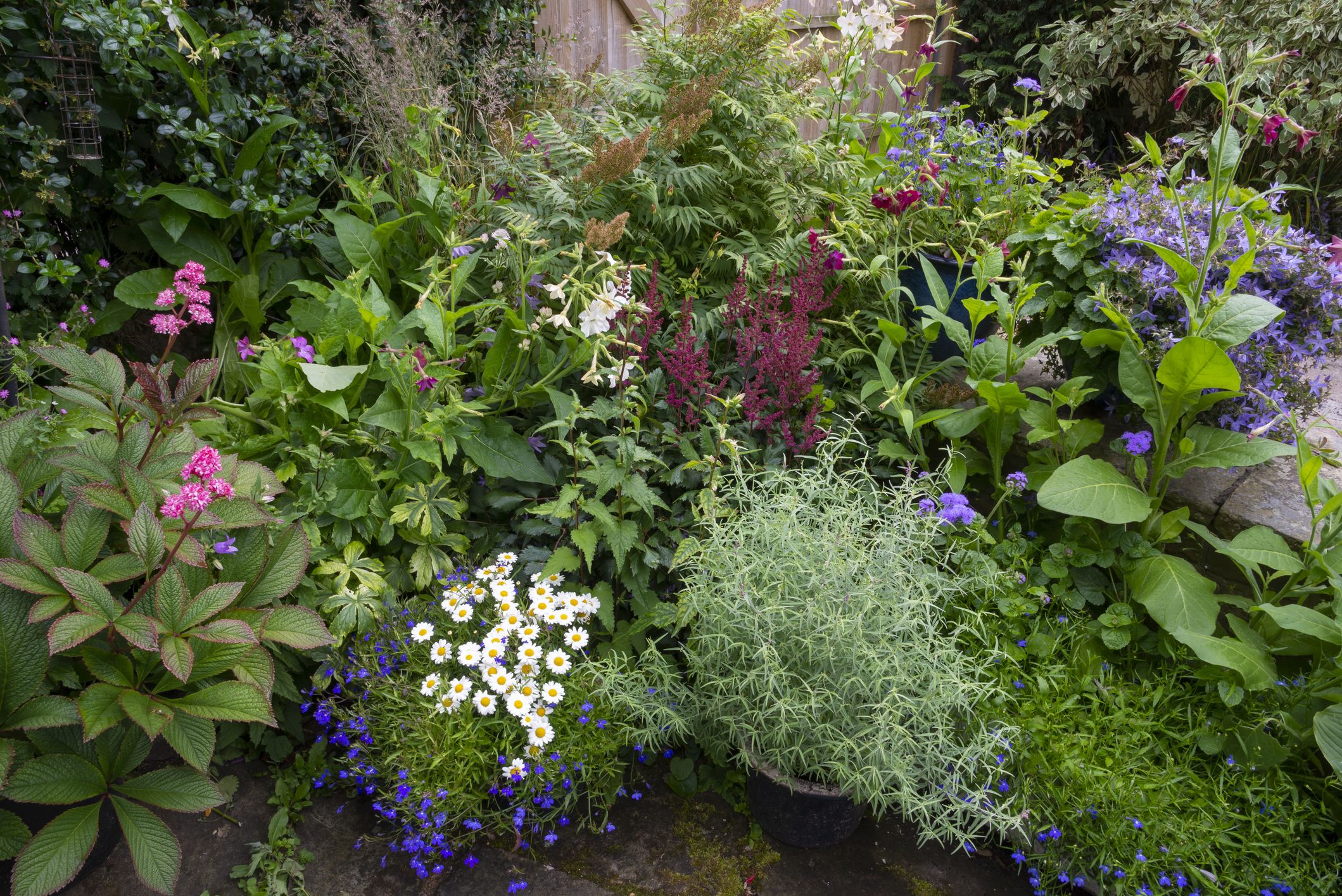 Best flowers for shade store