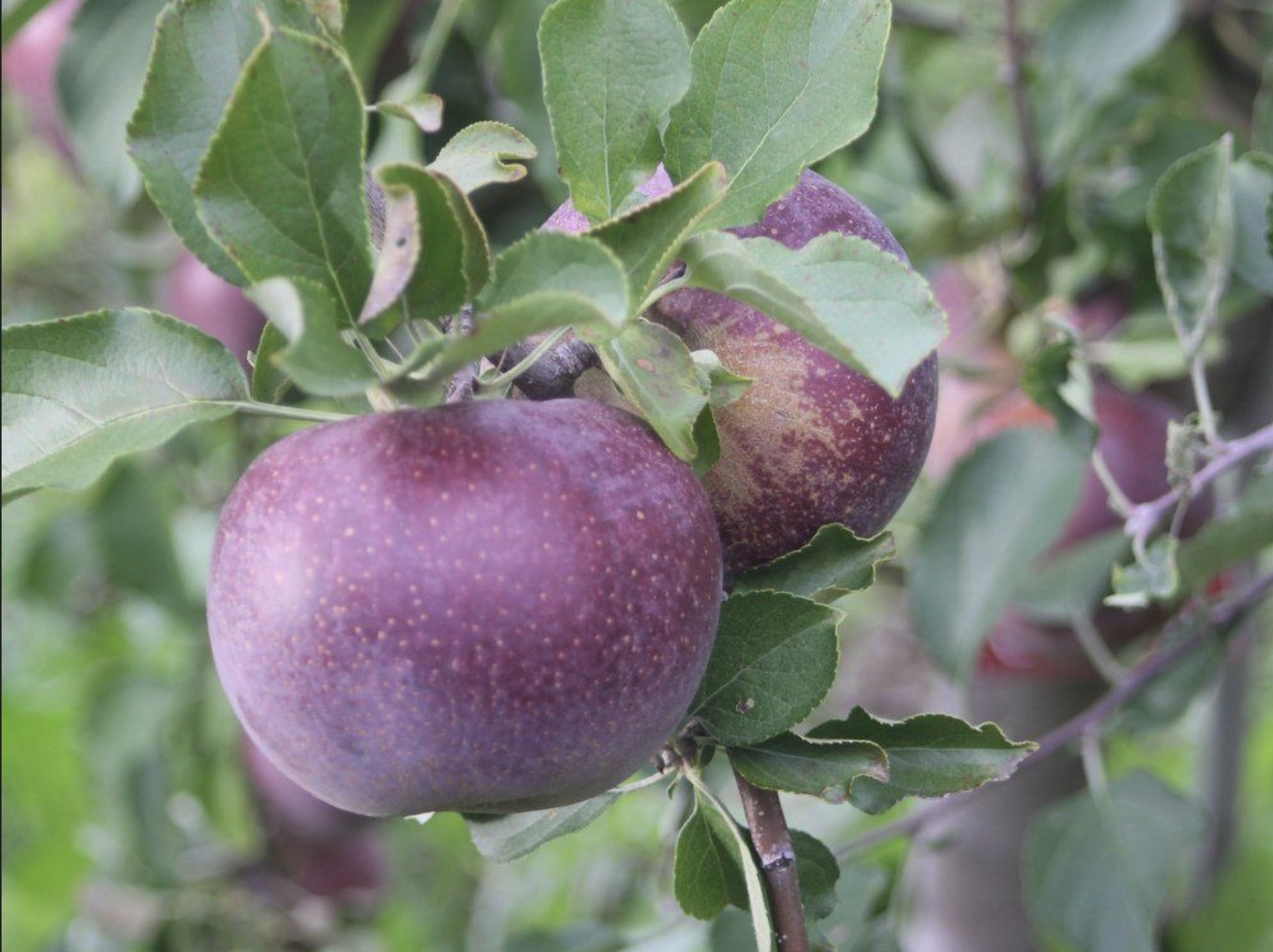 What Are Black Diamond Apples