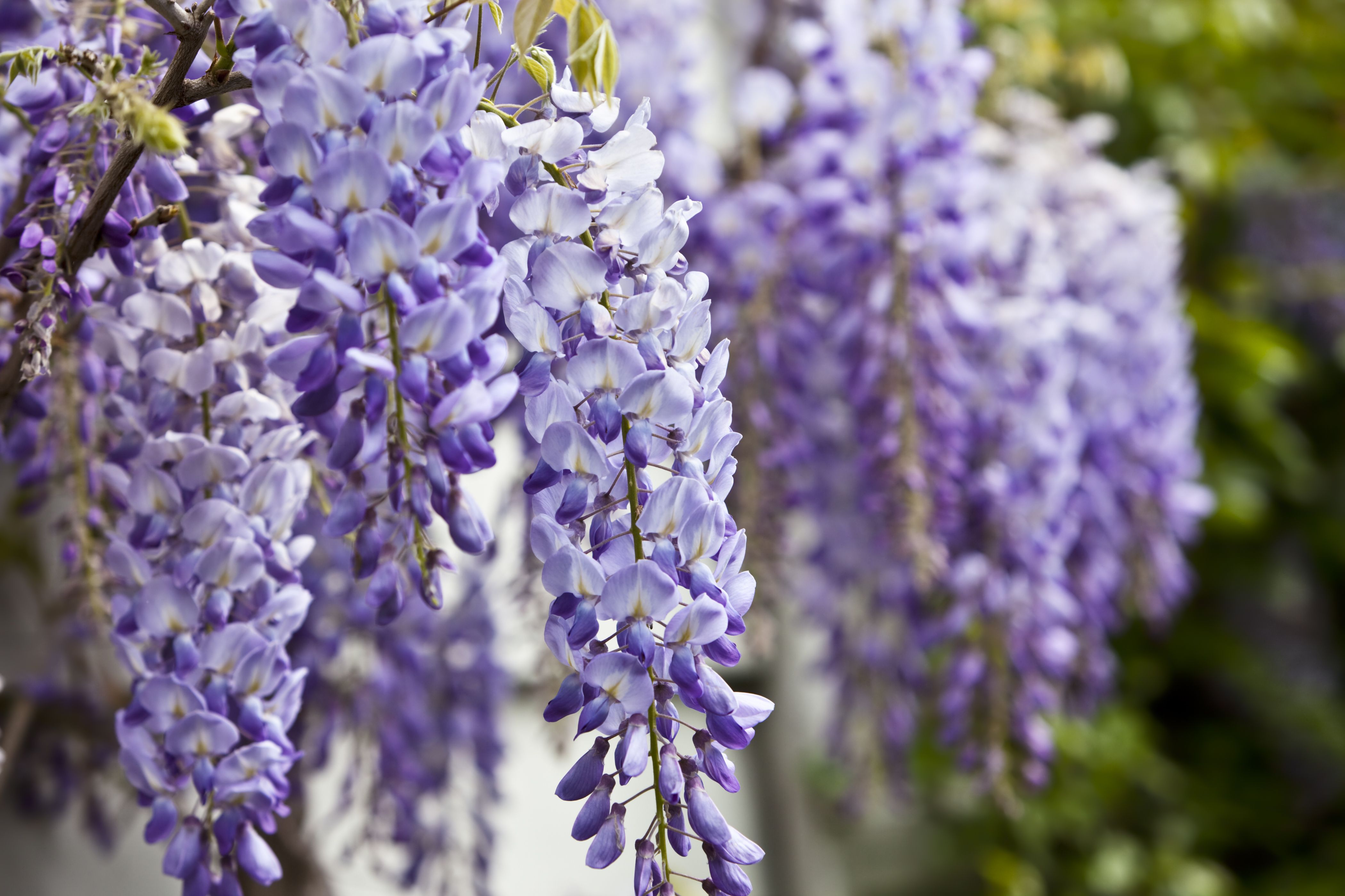 Wisteria plant store