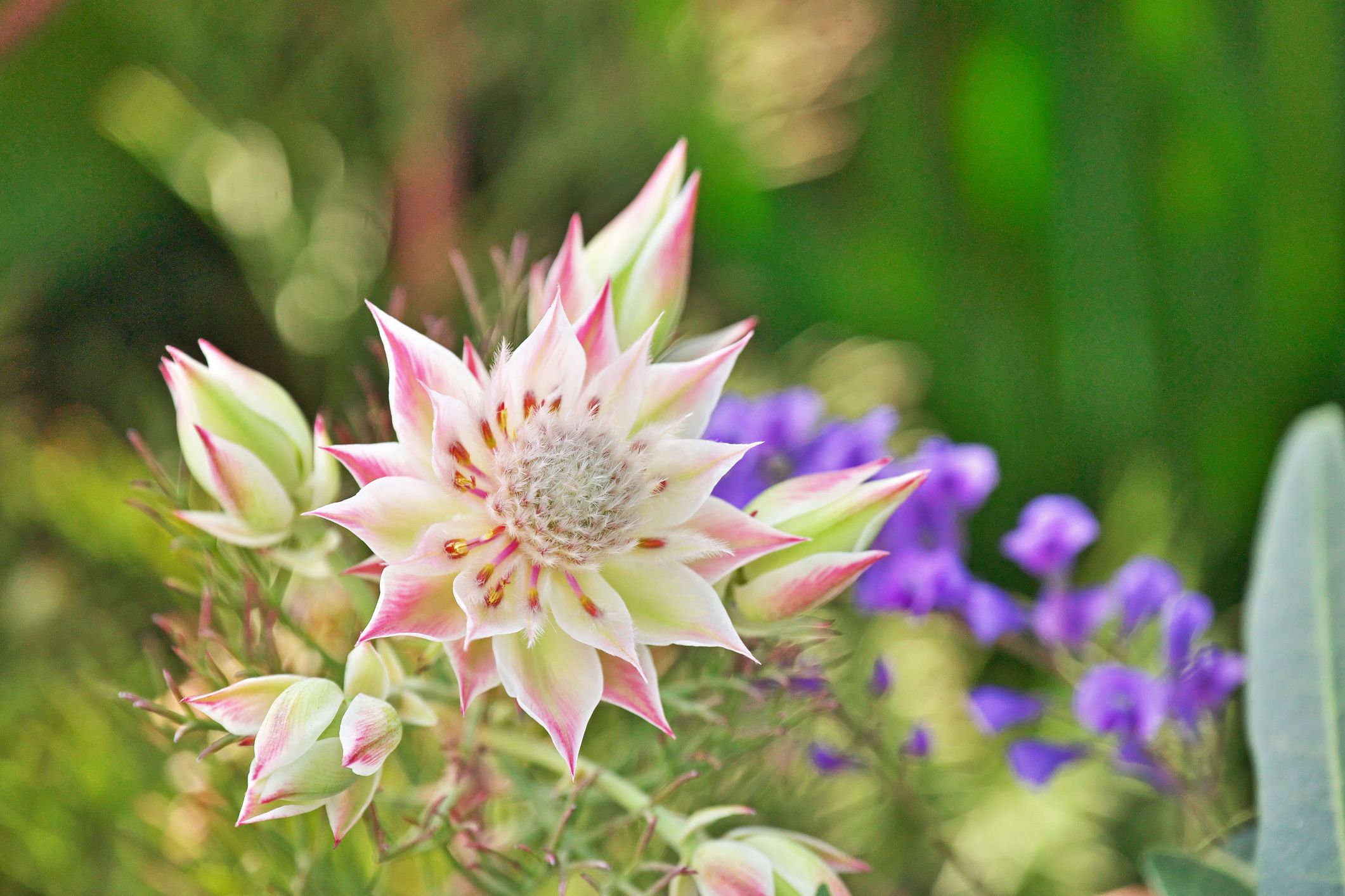Unique flowers store