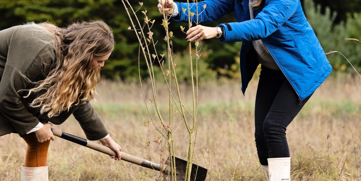 3 hoeraatjes voor de boom 3 hoeraatjes voor de boom