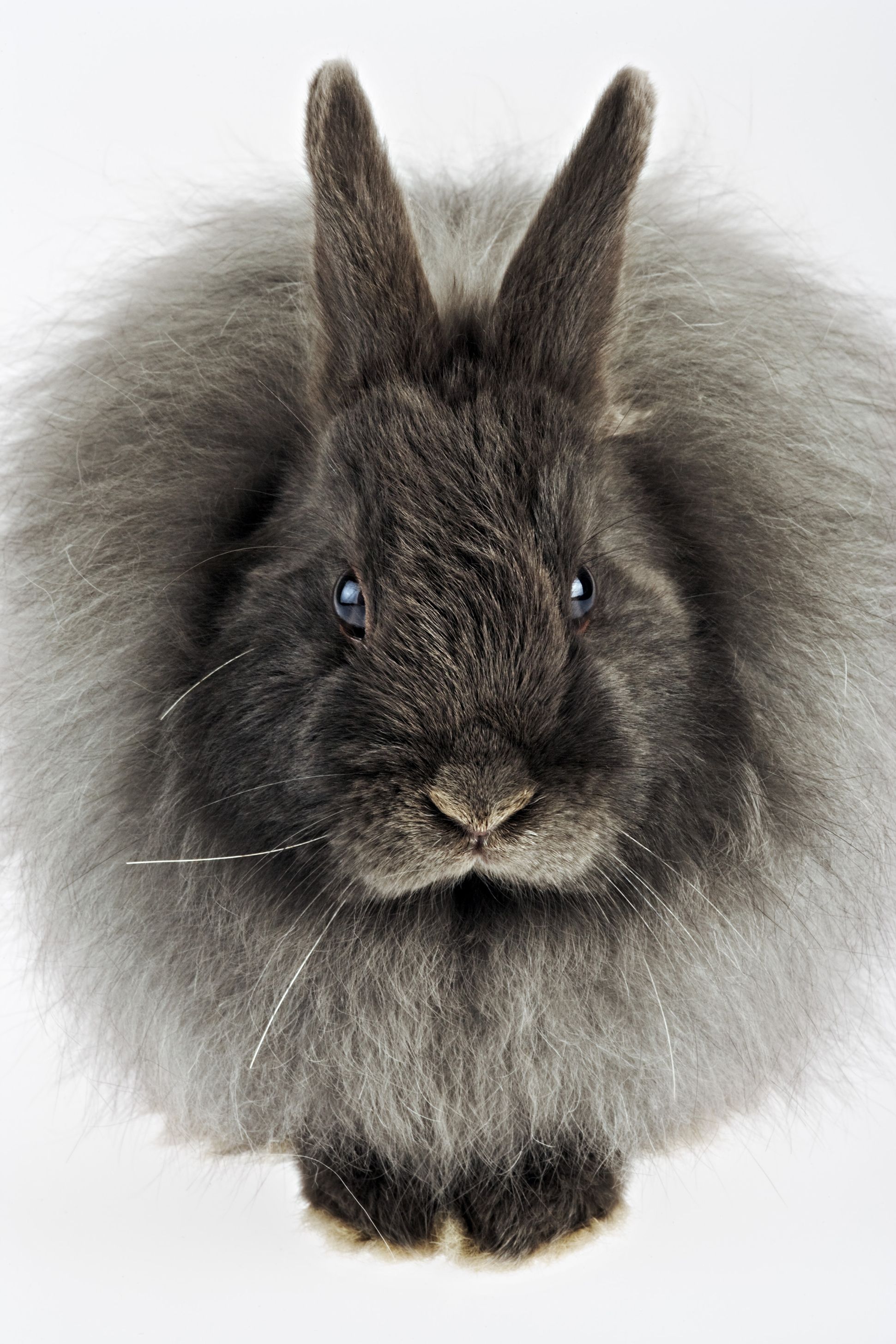 Big fluffy rabbit store