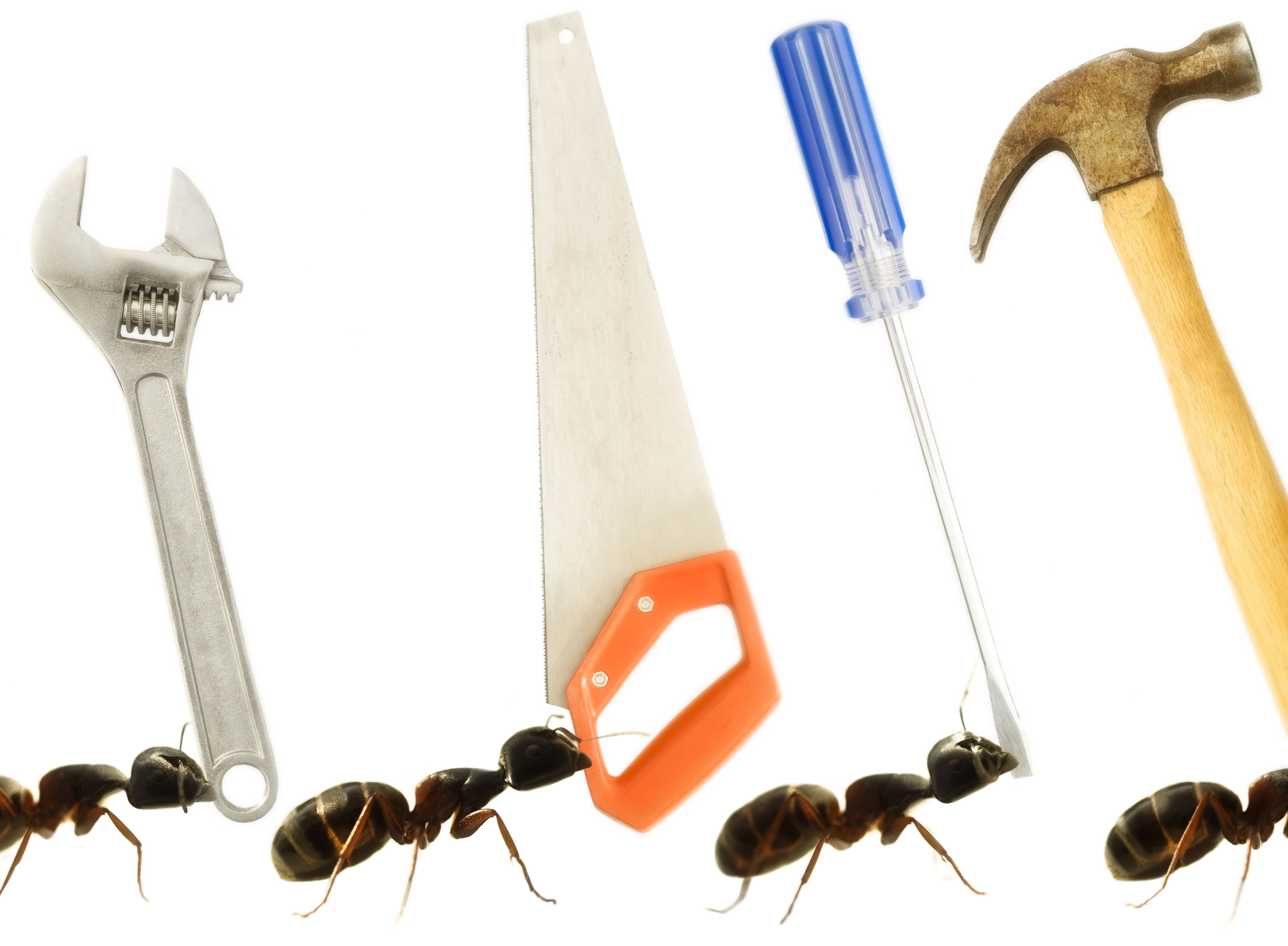 How to Get Rid of Carpenter Ants Country Living Magazine