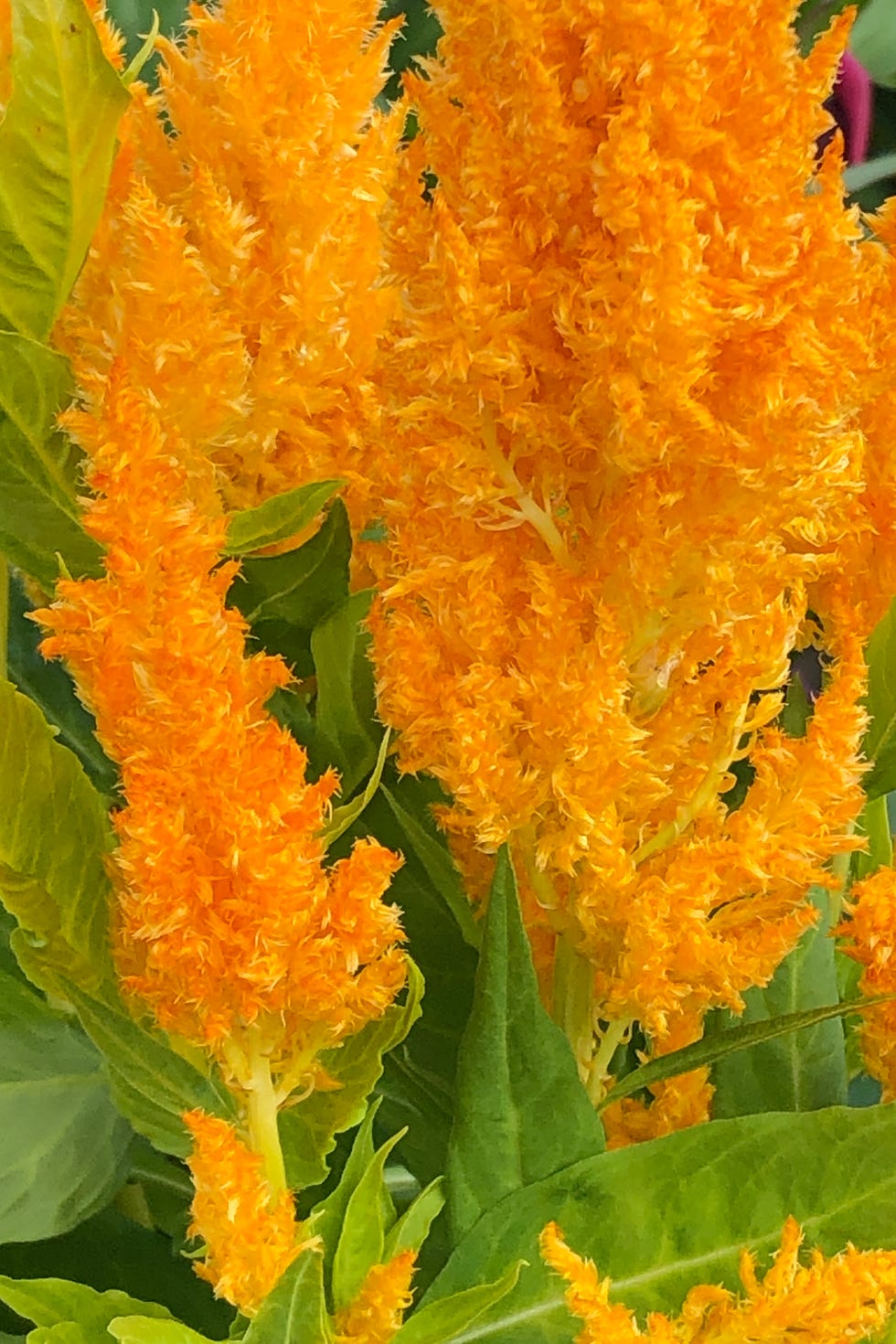 17 Fall Perennial Plants Mellisasaffron