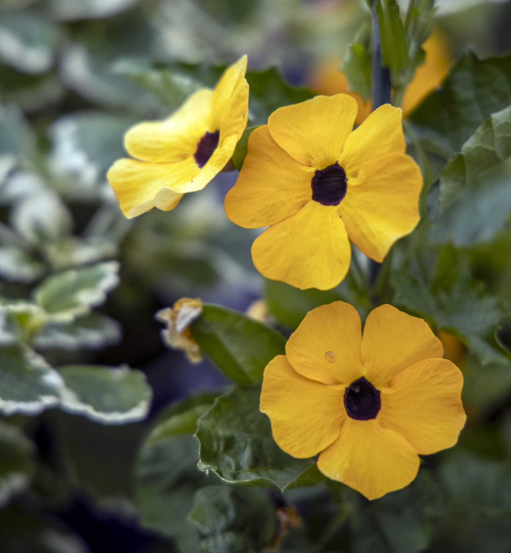 15 Fantastic Climbing Plants For Flowers Scent Colour Foliage