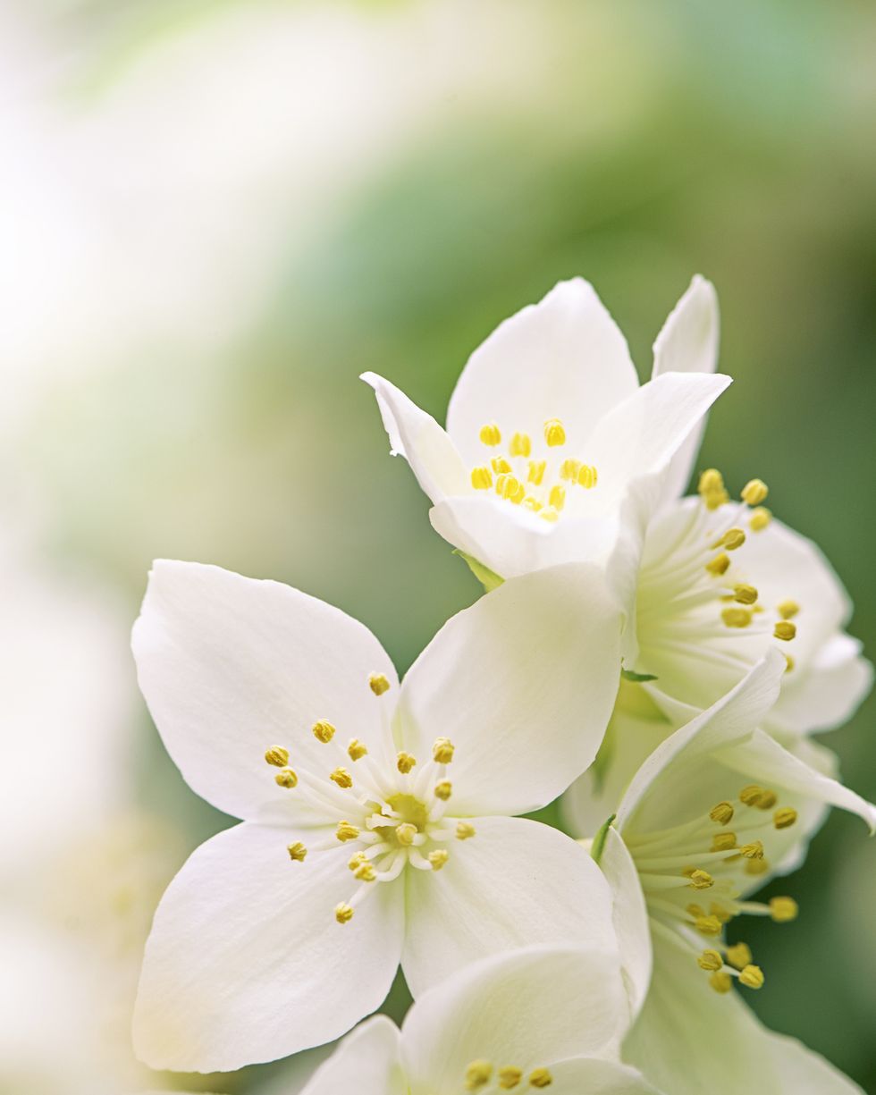 Blossoming flower store