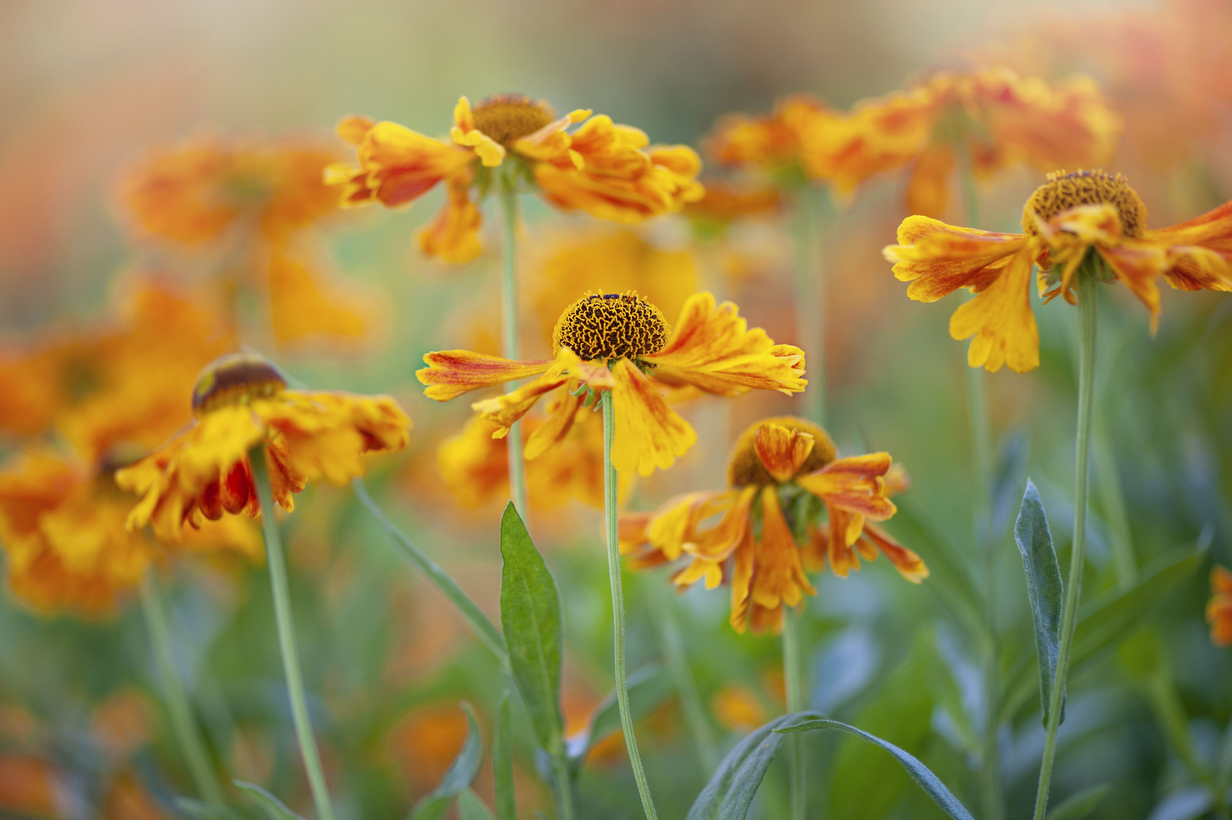 Blooming fall flowers store