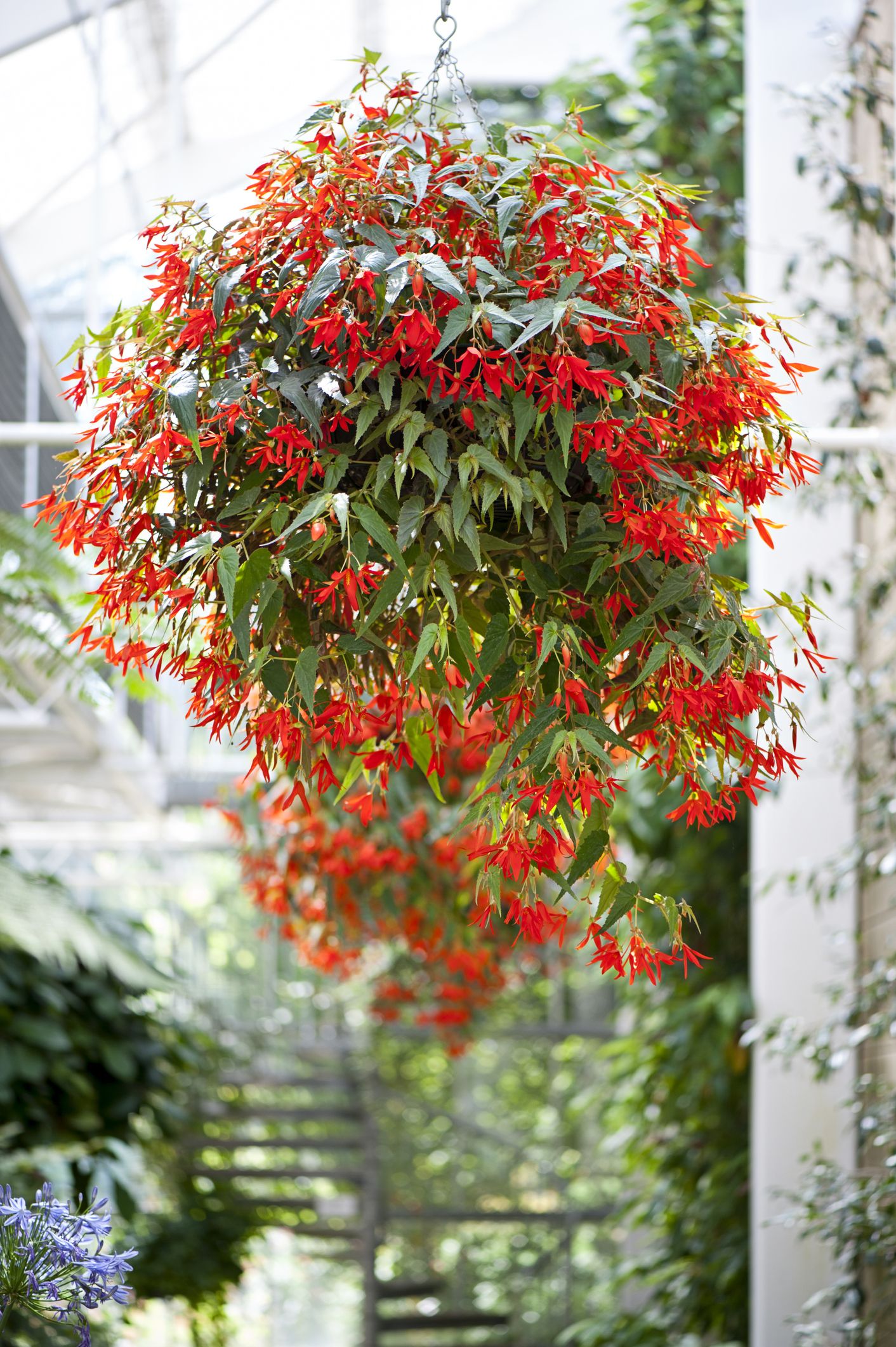 22 Best Hanging Plants for Every Space