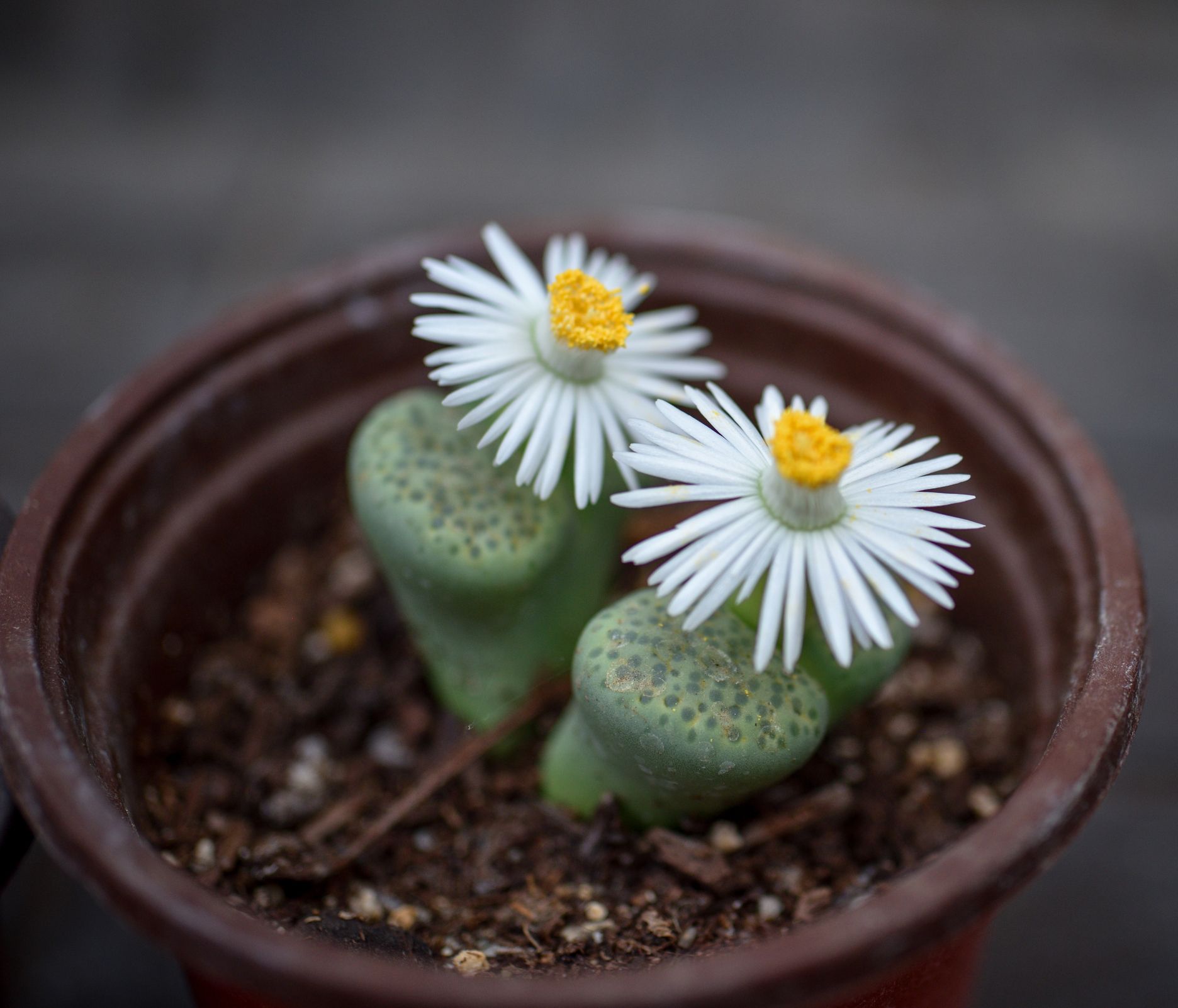 Flowering succulent plants store