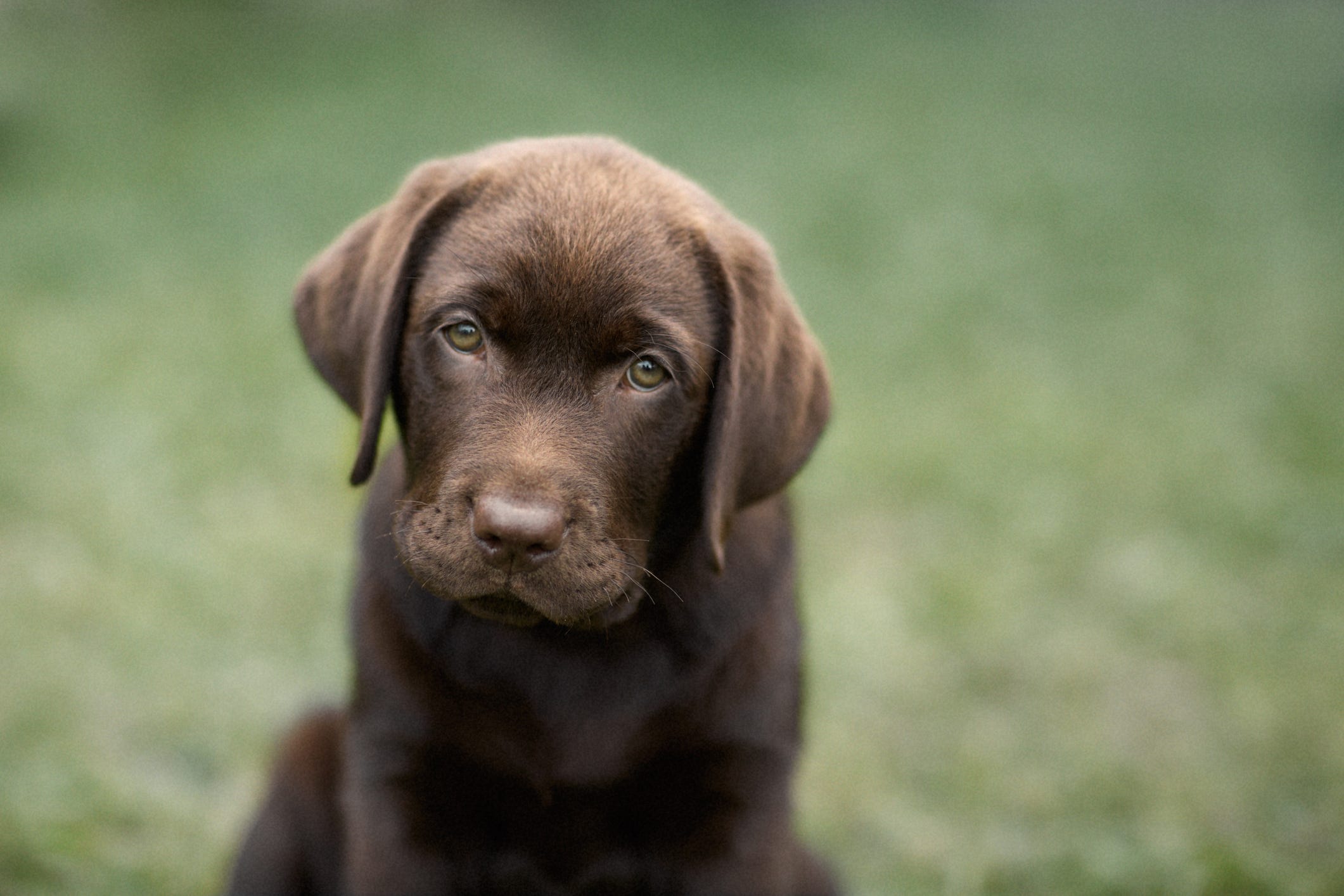 Can Dogs Pick Up On Your Emotions