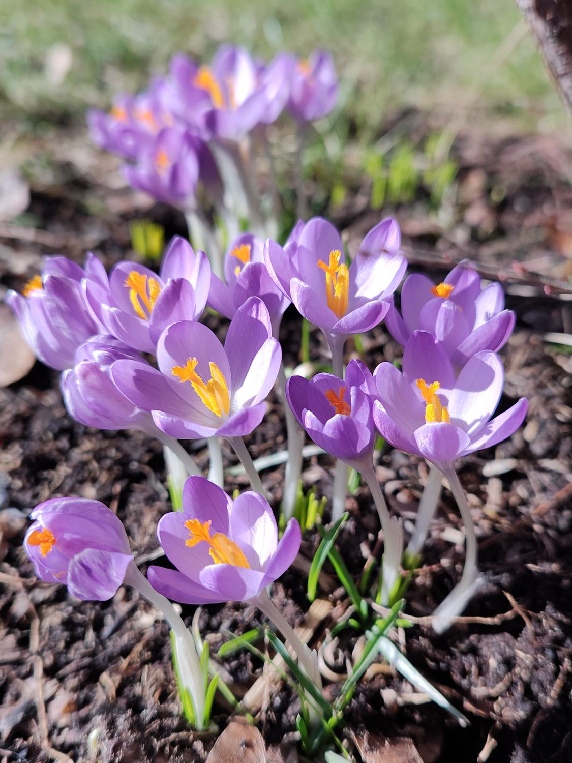 40 Best Early Spring Flowers And Blossoms