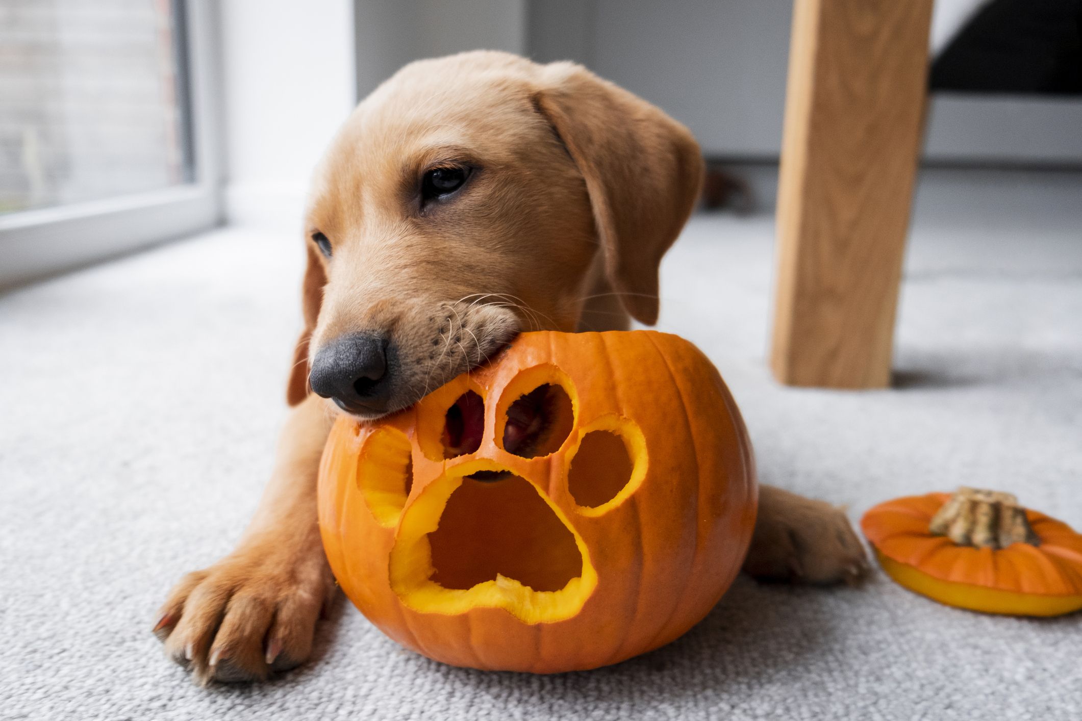 78 Fun Pumpkin Carving Ideas and Designs for Halloween 2024