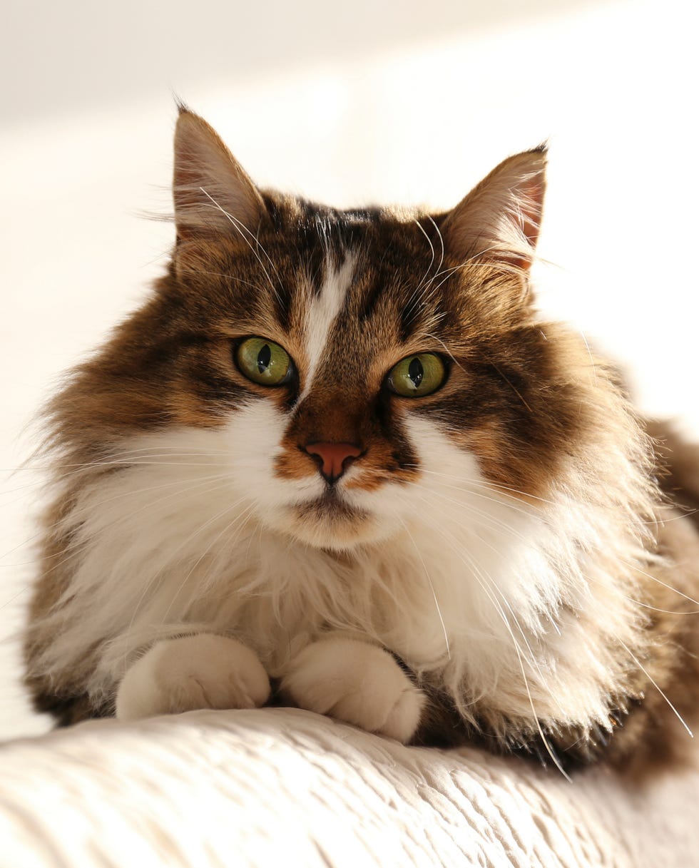 22 Cutest Cat Breeds Youll Want To Adopt
