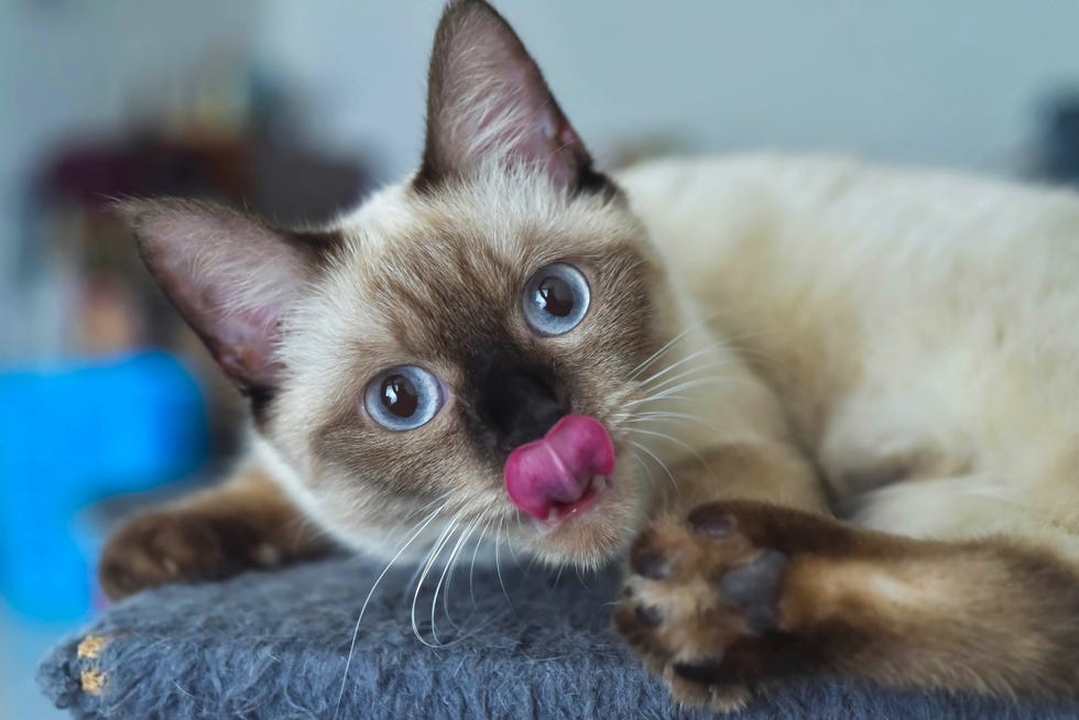 22 Cutest Cat Breeds Youll Want To Adopt