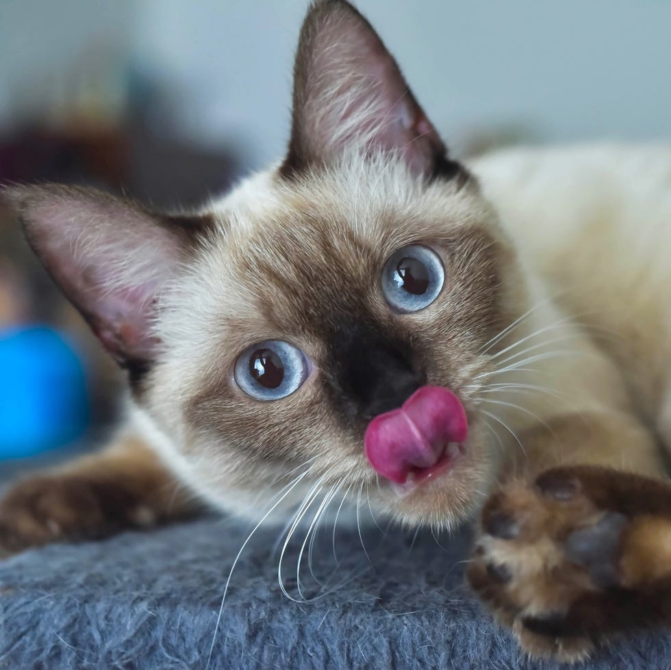 22 Cutest Cat Breeds Youll Want To Adopt