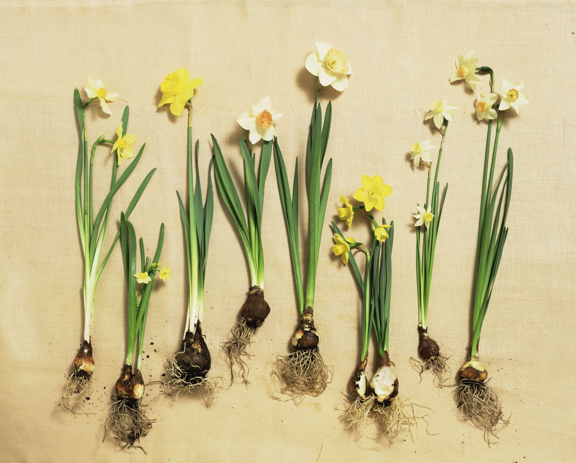 Daffodil bulbs store