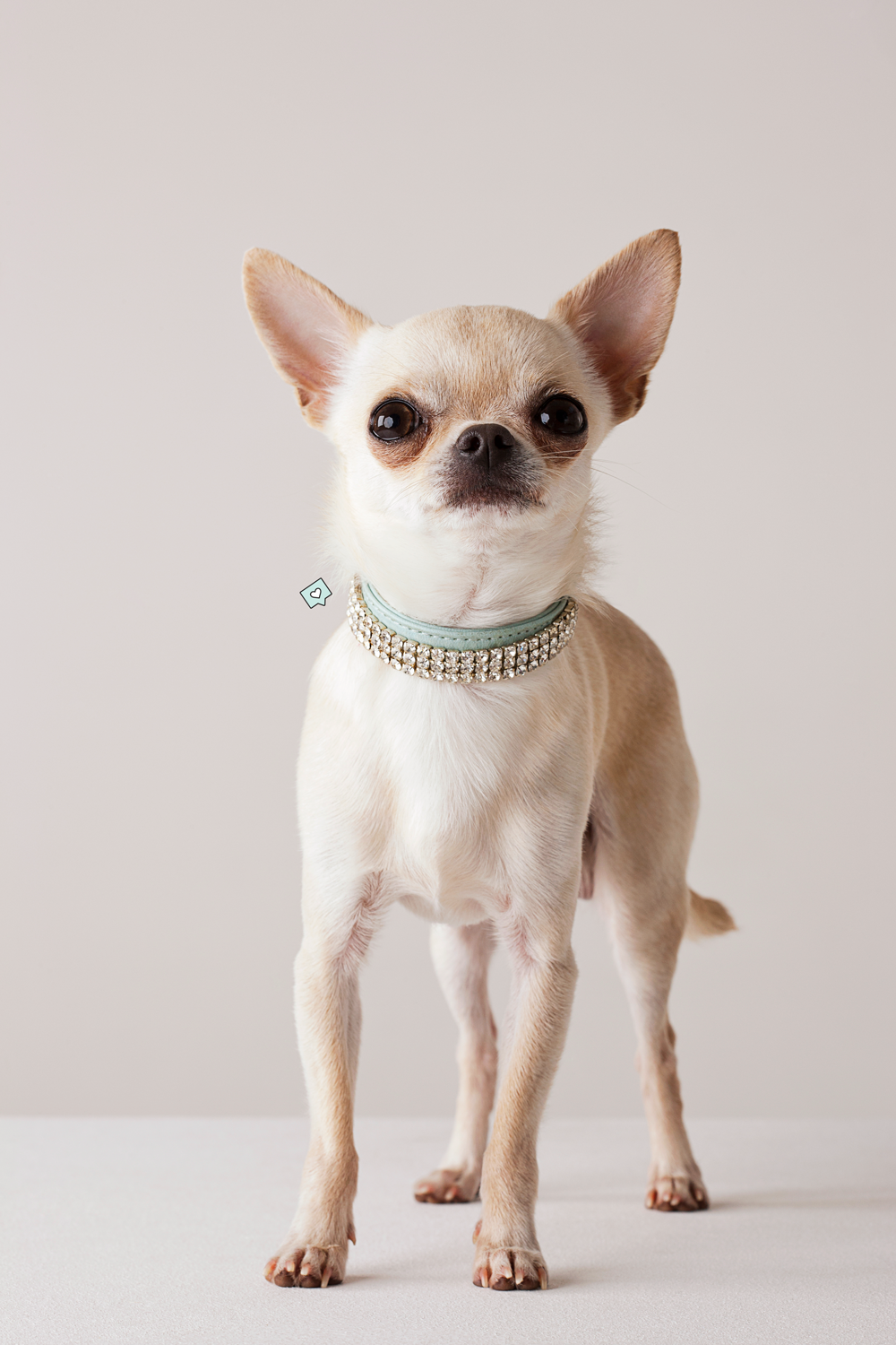 15 Cutest Dog Collars 2021 Cool Dog Collars