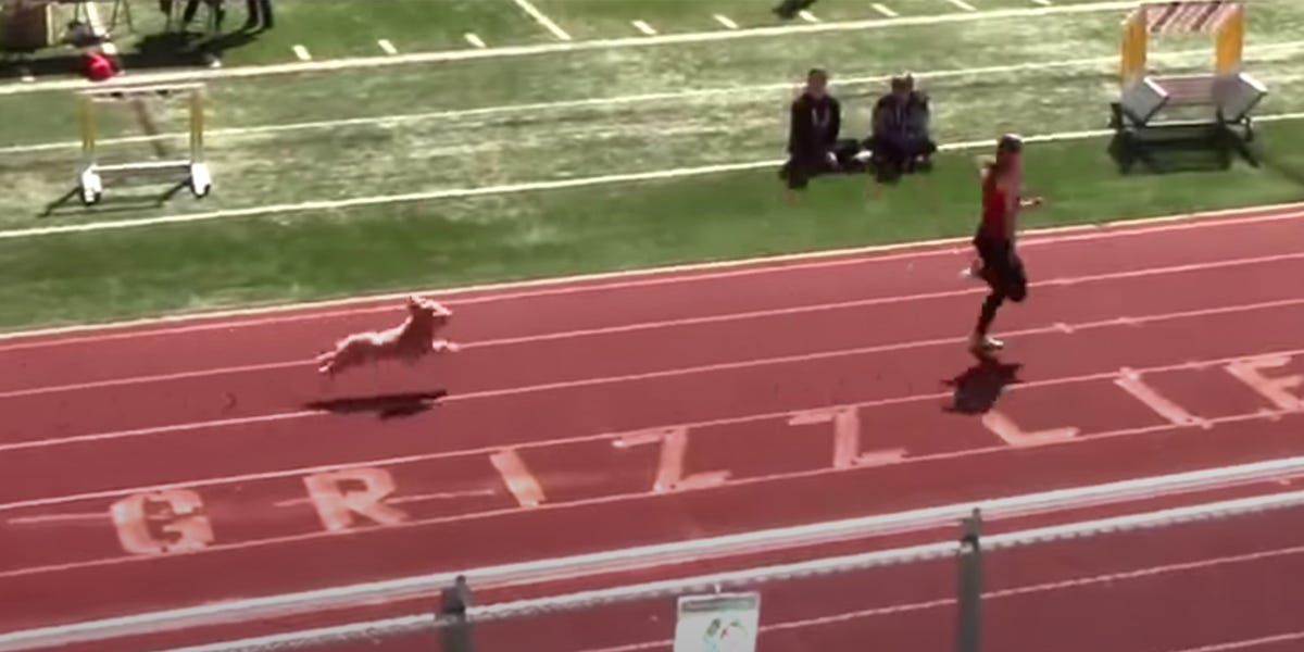 7 Times When Animals Completely Disrupted Races | Runner's World 7 Times When Animals Completely Disrupted Races | Runner's World