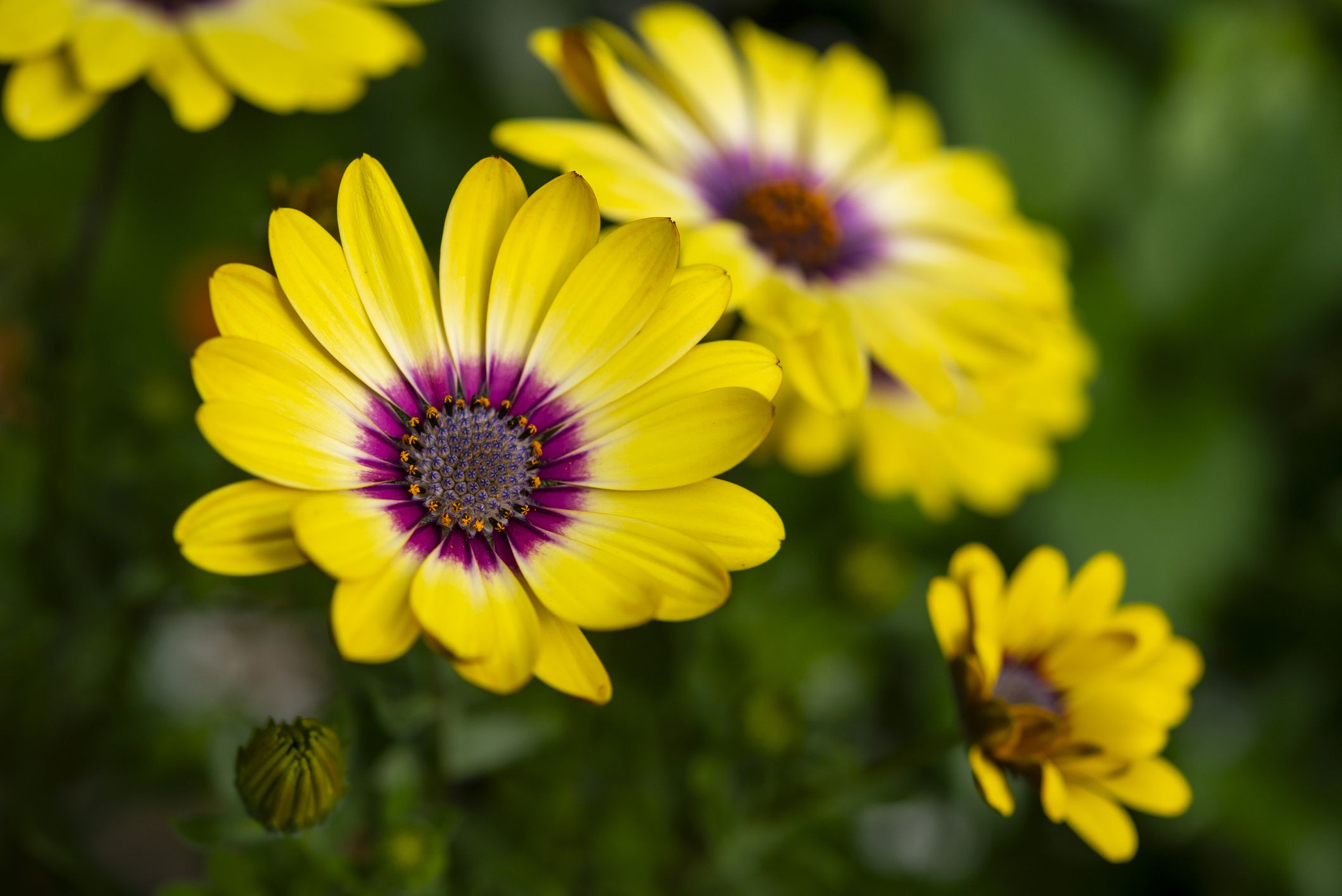 25 Best Fall Flowers for an Autumn Garden