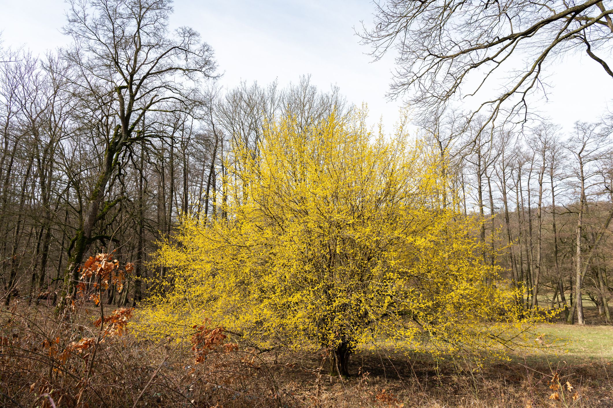 11 Types of Dogwood Trees and How to Care for Them