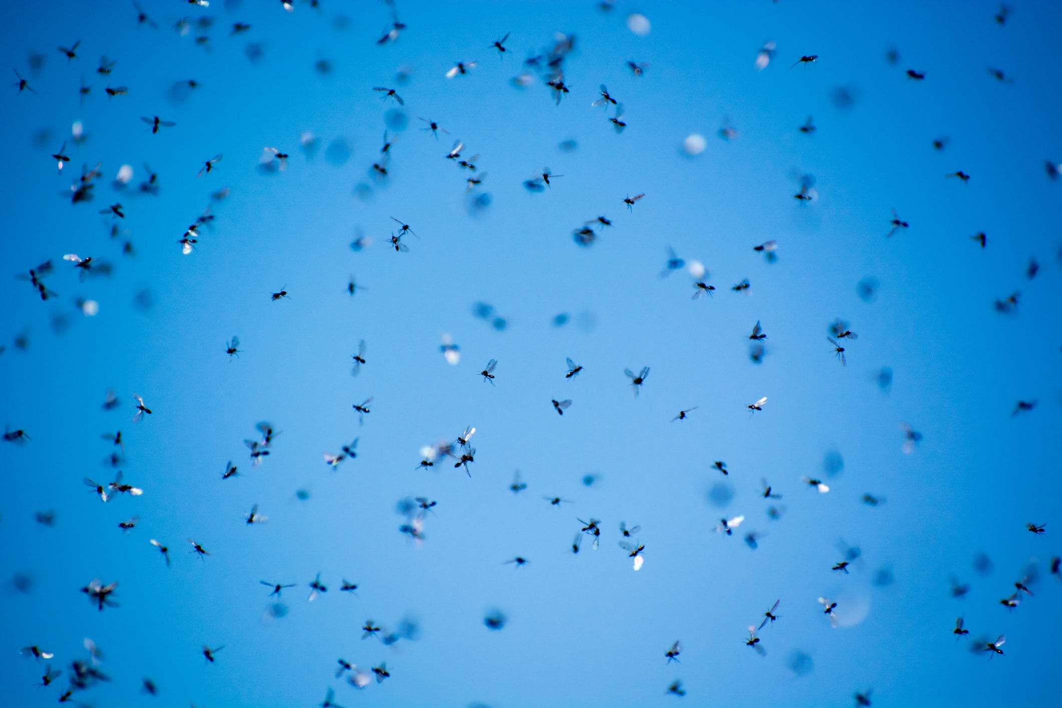 7 Clever Ways To Get Rid Of Ants