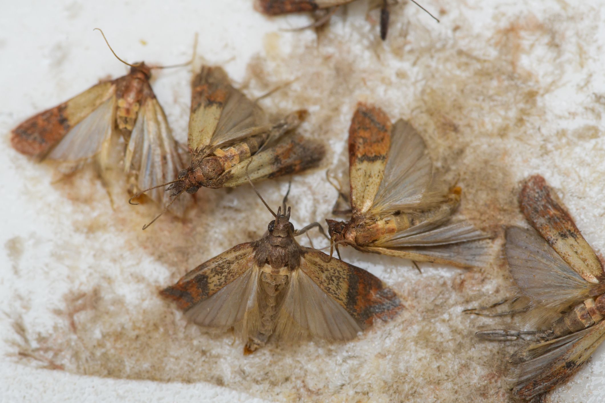 How to Get Rid of Pantry Moths Expert Tips to Kill Pantry Moths