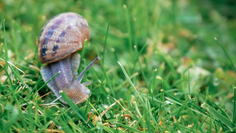 RHS Is Recruiting Slug Spotters To Monitor Garden Snail & Slugs RHS Is Recruiting Slug Spotters To Monitor Garden Snail & Slugs