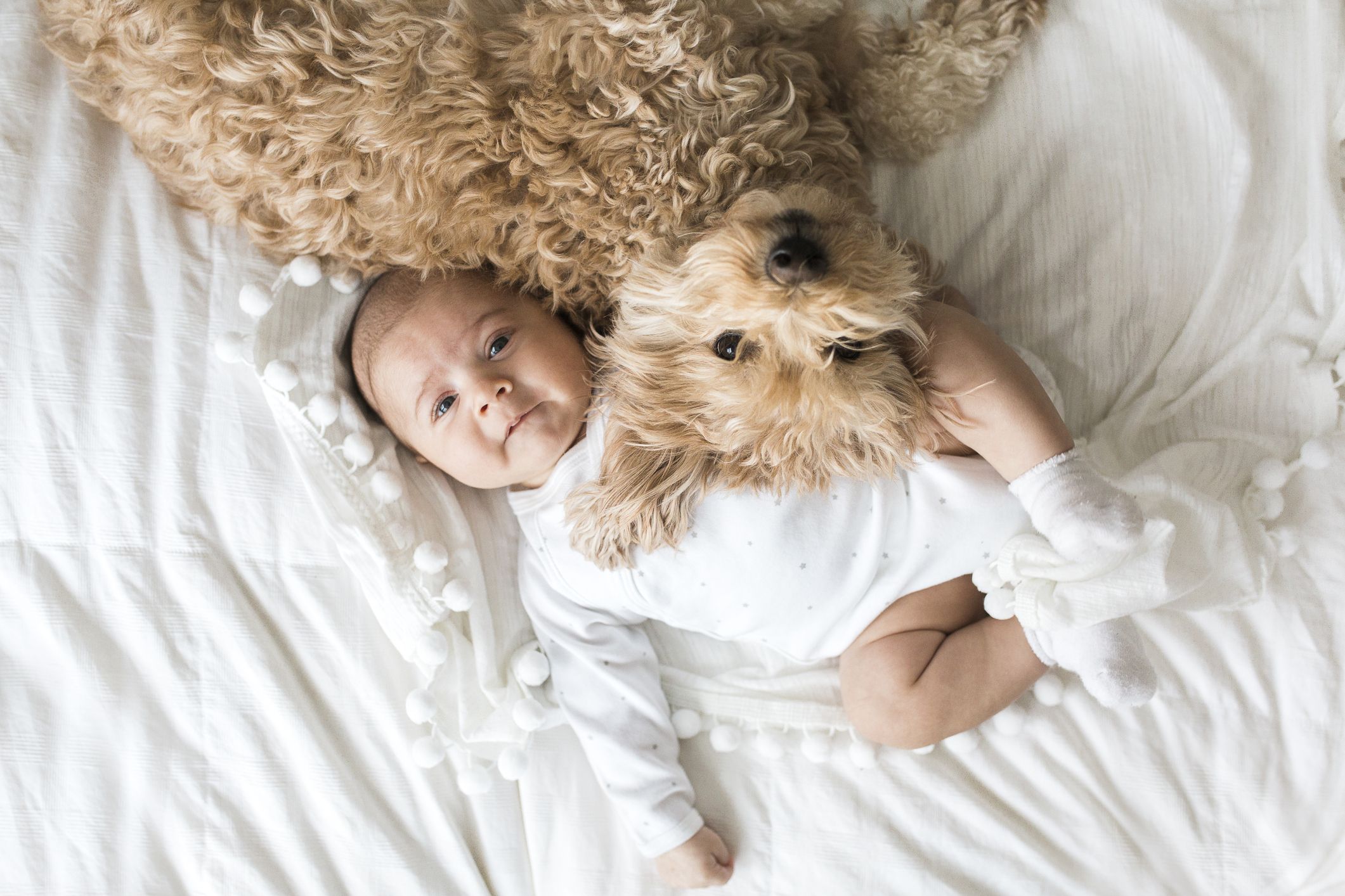 Baby of dog is called store