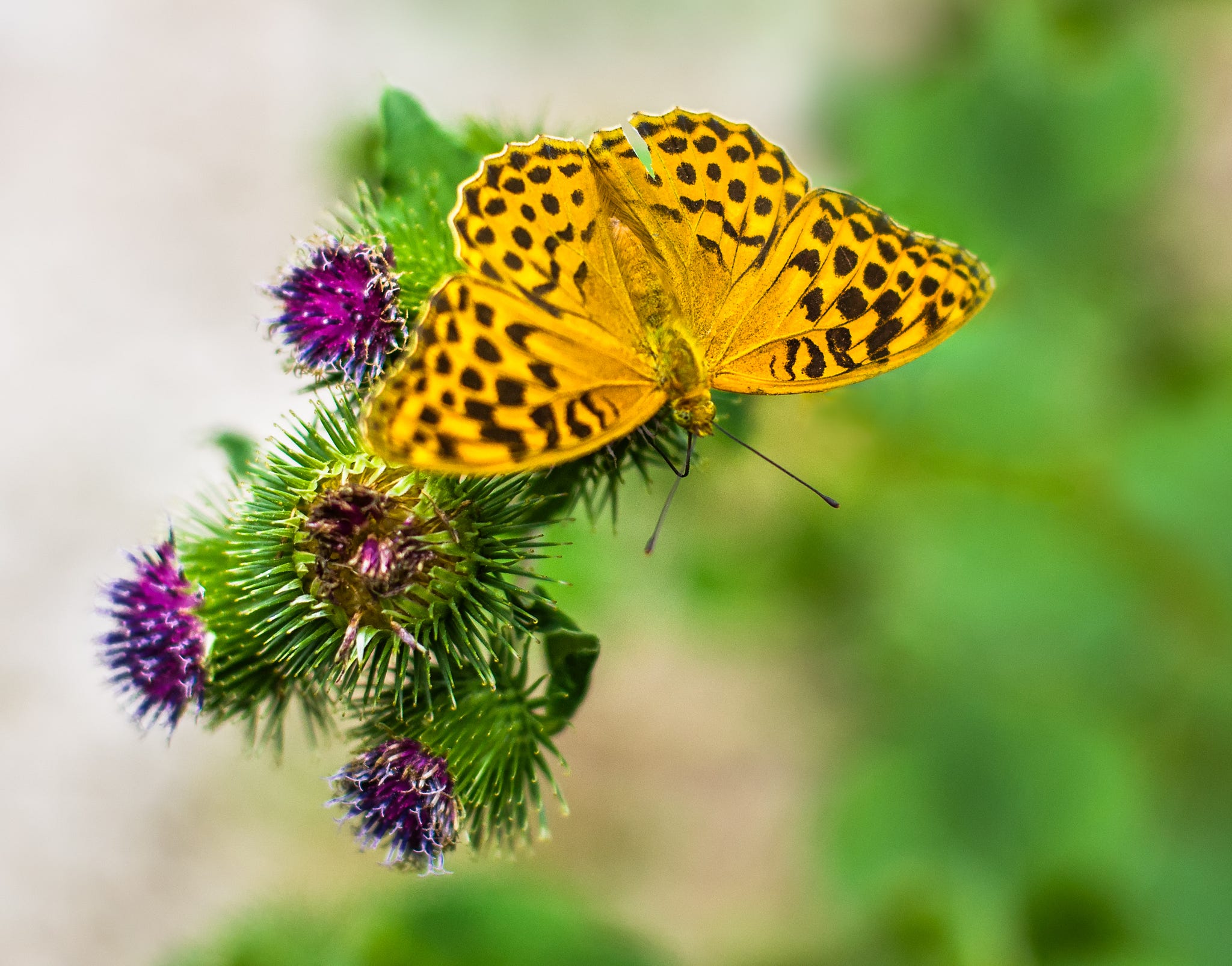 Butterflies Have Been Emerging Early Across The UK Butterflies Have Been Emerging Early Across The UK